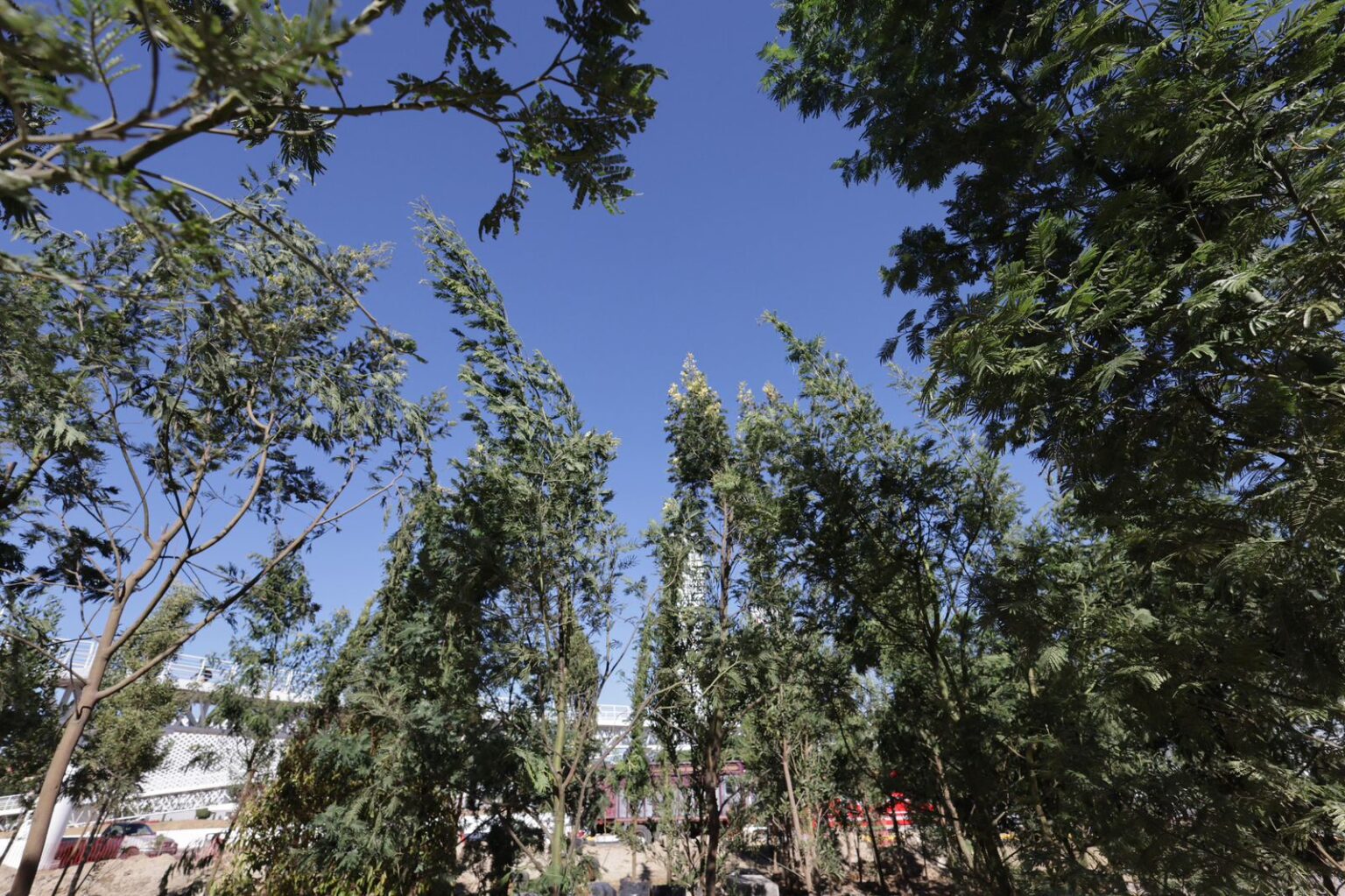 Árboles del Bosque Urbano generarán agua, oxígeno y albergarán vida ...